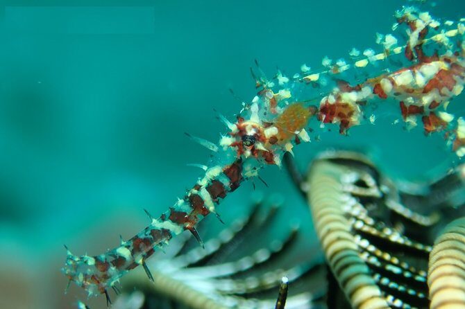 DiveGurus -Scuba Diving in Boracay - FAQs