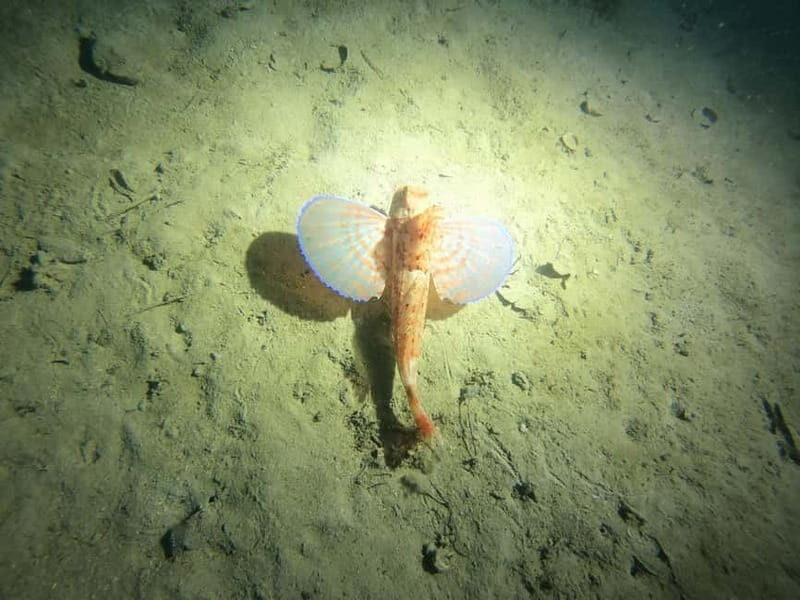 Diving - Key Points