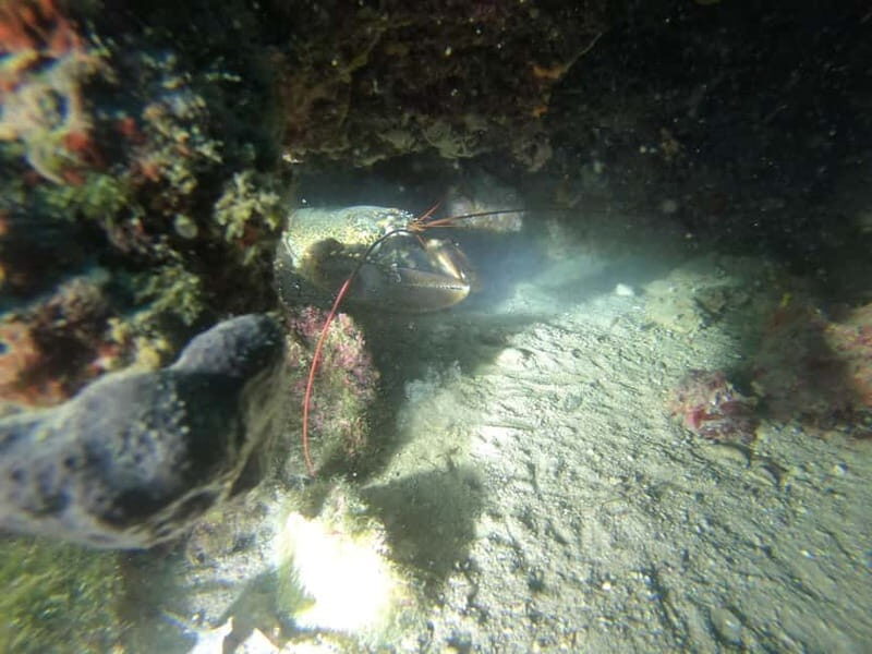 Diving - The Beauty of Carinthia’s Lakes and the Allure of Underwater Sculpture Parks