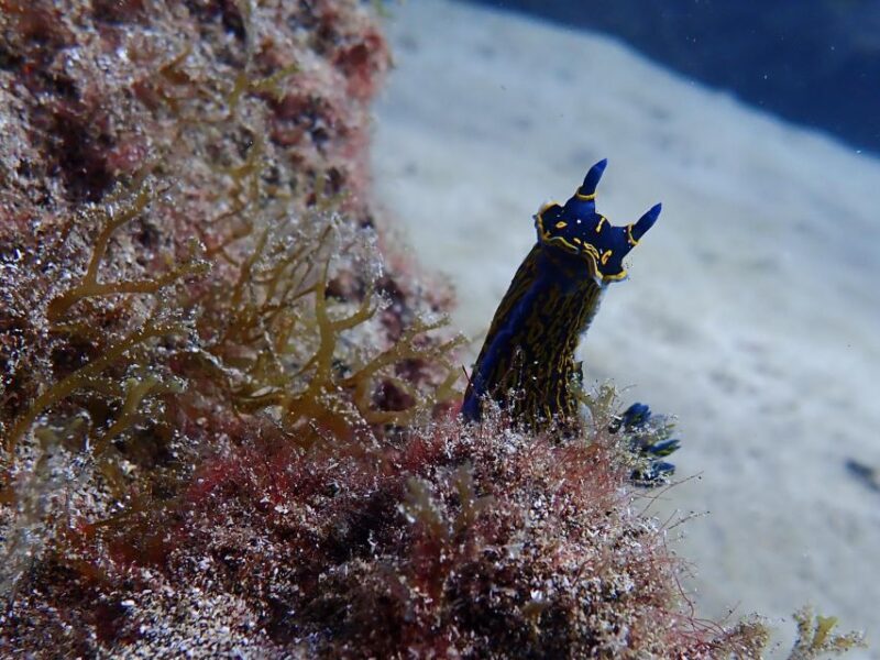 Diving at Lanzarote - 2 guided dives for certified divers - Introduction: What’s Special About Diving in Lanzarote?