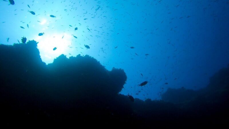 Diving at Lanzarote - 2 guided dives for certified divers - Who Would Love This Tour?