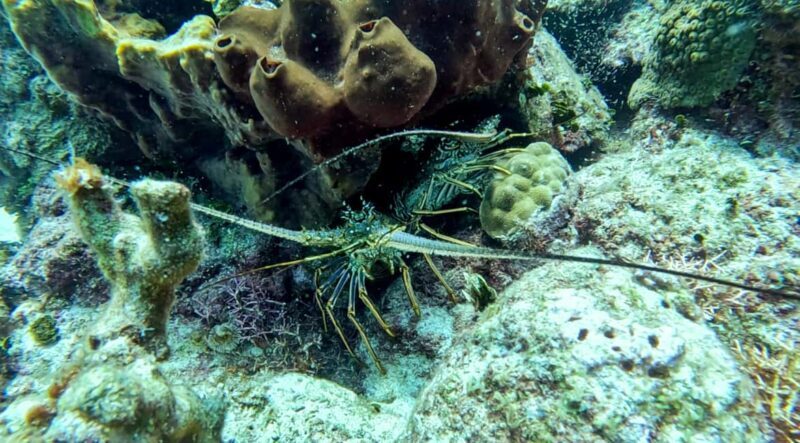 diving catalina island from punta cana - Frequently Asked Questions