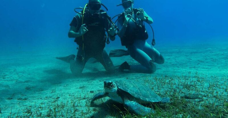 Diving course for beginners in turtle area Tenerife - Key Points