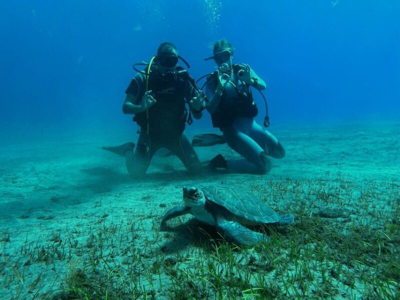 Diving course for beginners in turtle area Tenerife - Who Will Enjoy This Tour?
