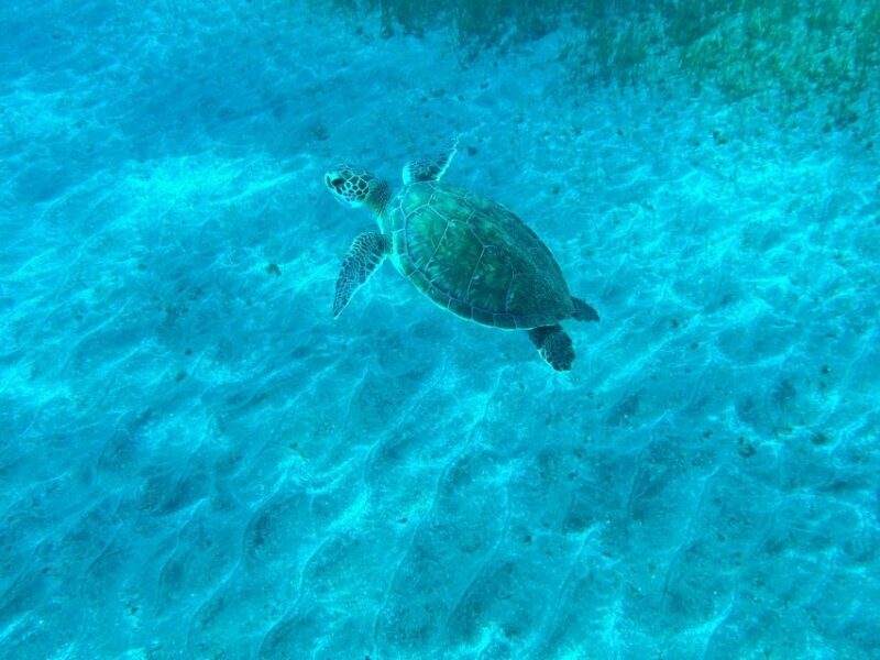 Diving course for beginners in turtle area Tenerife - Frequently Asked Questions