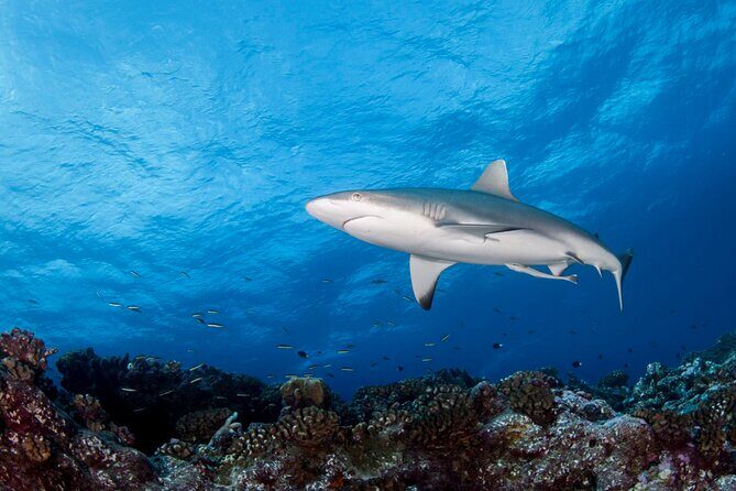 Diving day - Key Points