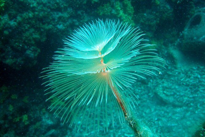 Diving day tour with 2 dives - An In-Depth Look at the Experience