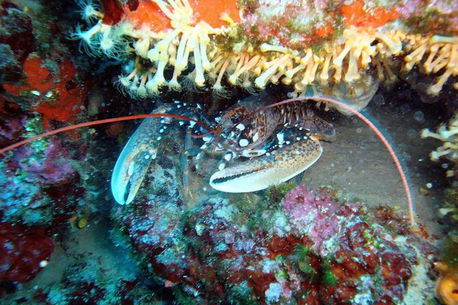 Diving day tour with 2 dives - Final Thoughts: Is This Tour for You?