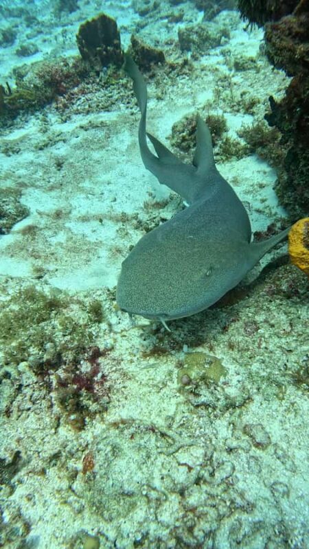 Diving for Beginners in Cozumel: Your First VIP Experience - Key Points