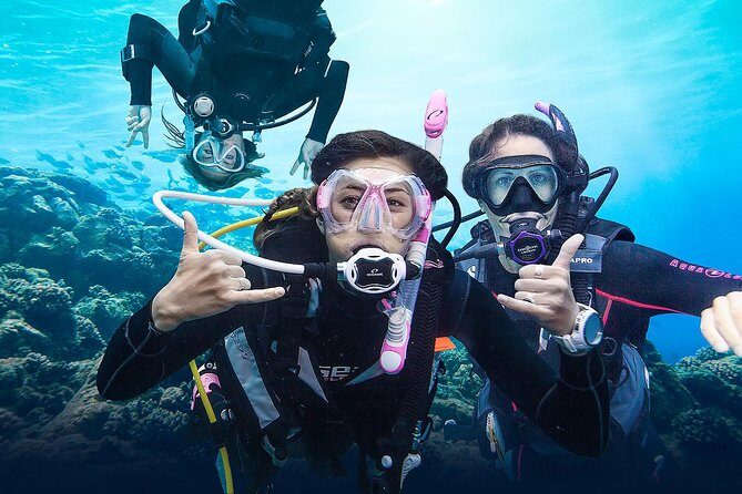 Diving for Certified Divers, 2 Tanks Sosúa Bay - What to Expect from This Sosúa Bay Dive Tour