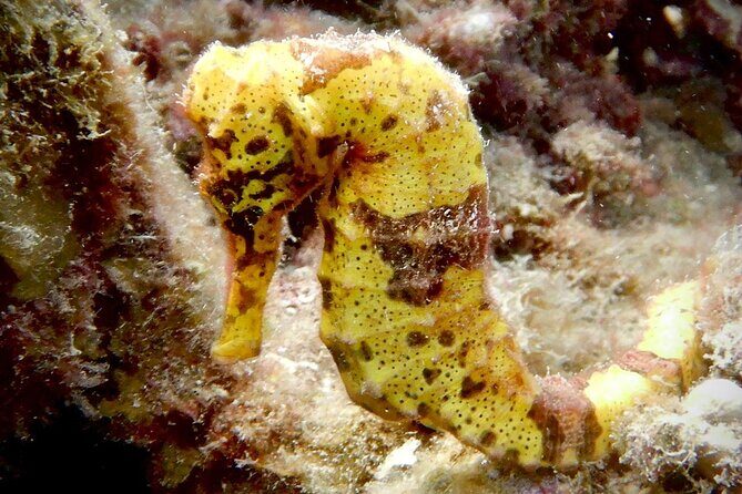 Diving for Certified Divers, 2 Tanks Sosúa Bay - Who Should Book This Experience?