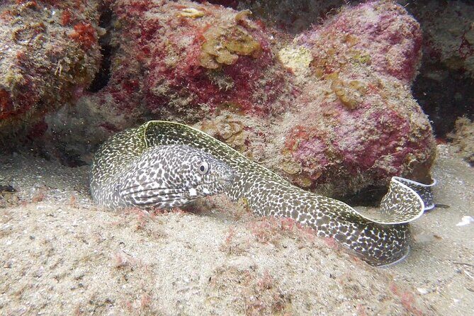 Diving for Certified Divers, 2 Tanks Sosúa Bay - Final Thoughts