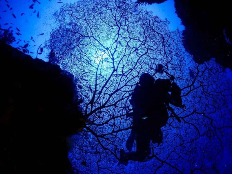 Diving in Boracay: Fundive for Certified Divers - A Closer Look at the Boracay Diving Experience