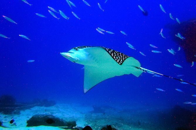 Diving in Cancun for Certified Divers | 2 Dives | All Inclusive - The Authentic Experience: Why This Tour Works