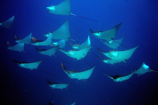 Diving in Cancun for Certified Divers | 2 Dives | All Inclusive - The Sum Up: Is This Tour Right for You?