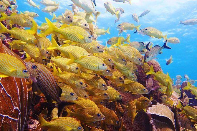 Diving in Cancun Underwater Museum of Art - Final Thoughts