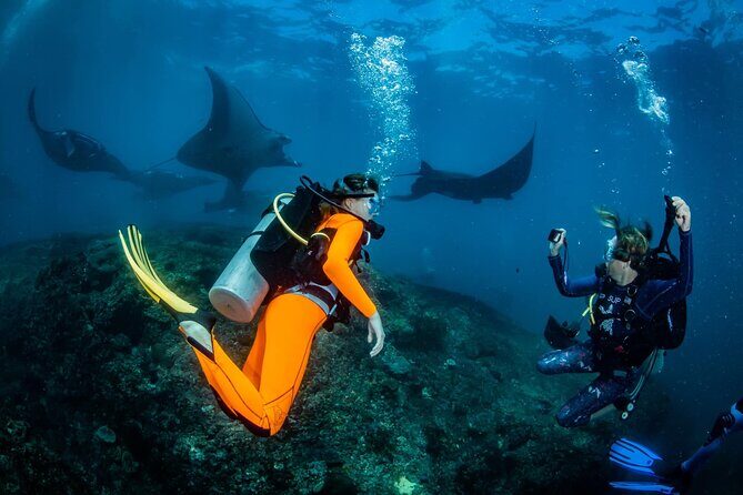 Diving in Nusa Penida - Key Points