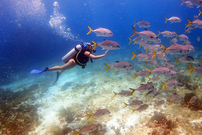 Diving in the Mexican Caribbean for Beginners | 2 Tanks 2 Dives | All Inclusive - Key Points