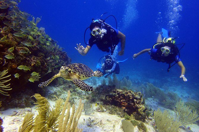 Diving in the Mexican Caribbean for Beginners | 2 Tanks 2 Dives | All Inclusive - The Real Value: Why It’s Worth Considering