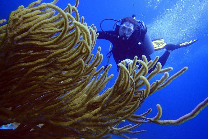 Diving in the Mexican Caribbean for Beginners | 2 Tanks 2 Dives | All Inclusive - Who Should Consider This Tour?