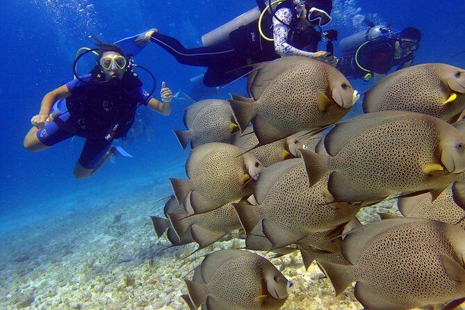 Diving in the Mexican Caribbean for Beginners | 2 Tanks 2 Dives | All Inclusive - The Sum Up