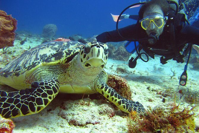 Diving + Muse - An Honest Look at the Itinerary: What You Can Expect