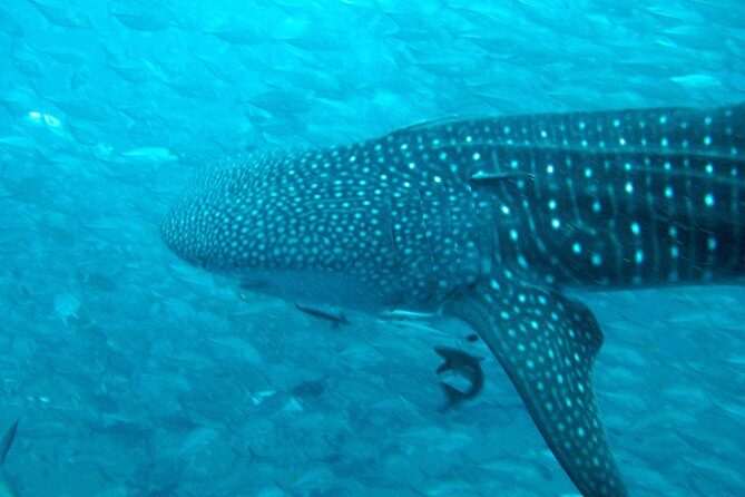 Diving Tour for Certified Divers: Sail Rock or Koh Tao - A Deep Dive into What This Tour Offers