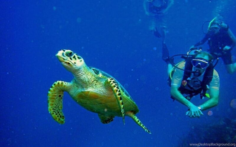 Diving Tour from Alanya & Side with Lunch - 2 Dives Included - Key Points