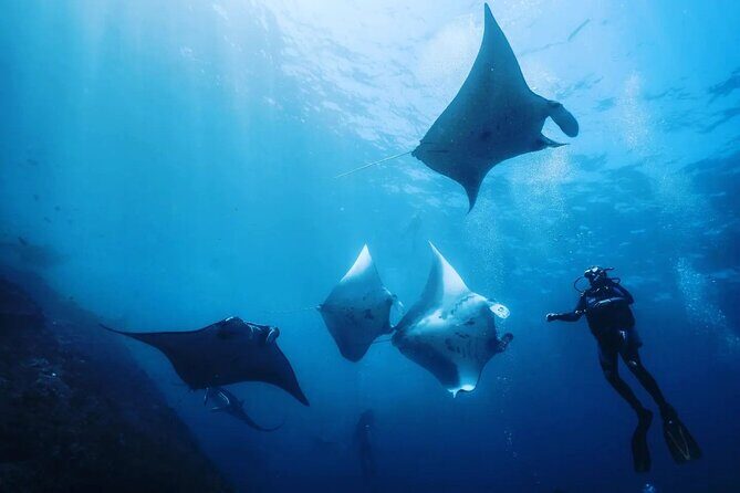 Diving with Manta Ray at Nusa Penida - An Enjoyable and Authentic Dive Experience in Nusa Penida