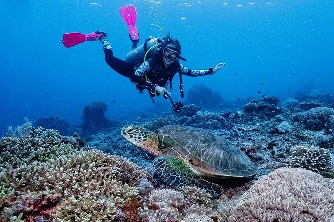 Diving with Manta Ray at Nusa Penida - The Itinerary: What to Expect From Start to Finish