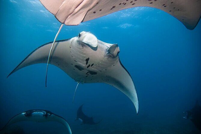 Diving with Manta Ray at Nusa Penida - Trustworthy Reviews Back Up the Experience