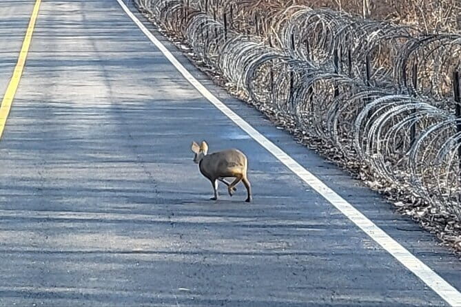 DMZ Private tour & Suspension Bridge - Imjingak Park: A Place of Reflection