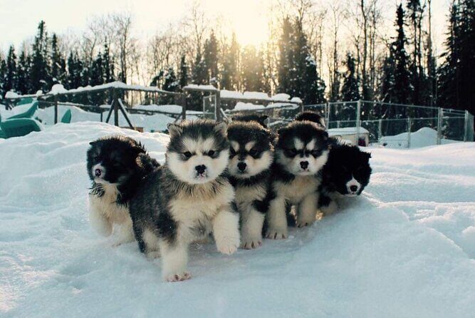 Dog Sled Adventure - Comparing the Experience