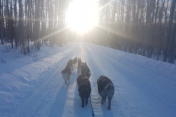 Dog Sled Adventure - Frequently Asked Questions