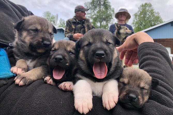 Dog Sledding Adventure in Willow, Alaska - Who Will Love This Tour?
