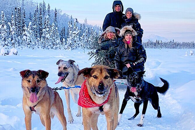 Dog Sledding Adventure in Willow, Alaska - The Sum Up
