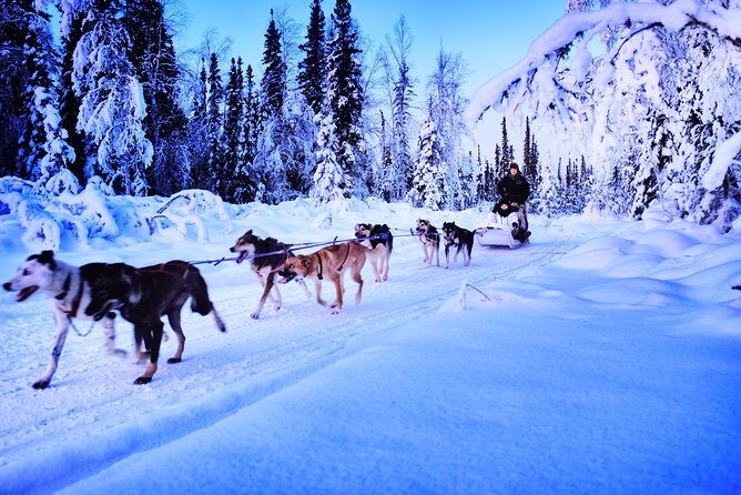Dog Sledding and Mushing Experience in North Pole - Final Thoughts on Value