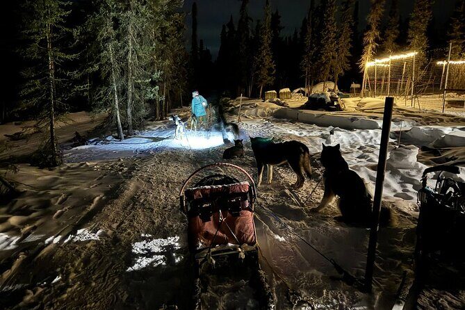 Dog Sledding and Northern Lights Combo Night - Who Will Love This Experience?
