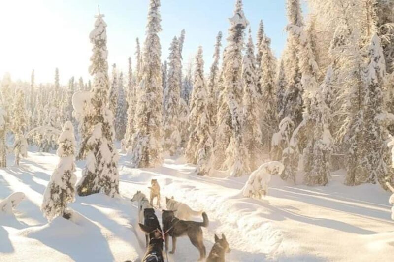 Dog Sledding & Animal Adventures  Anchorage Pickup - The Dog Sled Experience