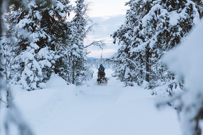 Dog sledding excursion to Kiruna - Key Points