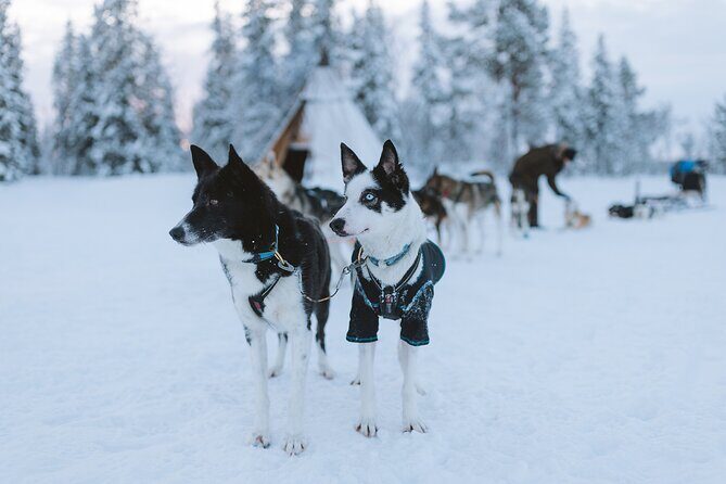 Dog sledding excursion to Kiruna - Discovering the Arctic in Comfort and Style