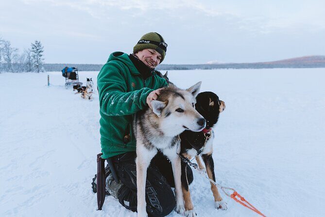 Dog sledding excursion to Kiruna - What’s Included and What to Consider