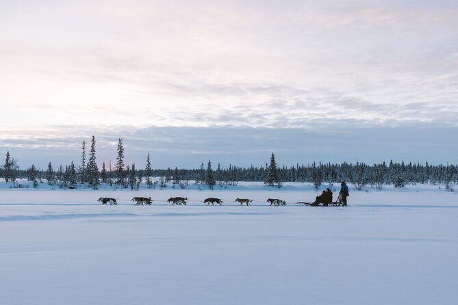 Dog sledding excursion to Kiruna - The Value of This Excursion