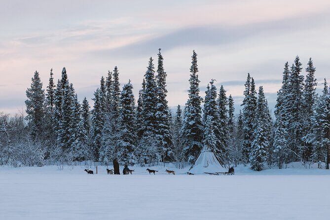 Dog sledding excursion to Kiruna - Who Will Love This Tour?