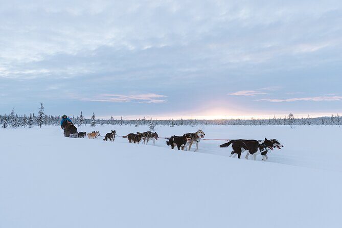 Dog sledding excursion to Kiruna - FAQs