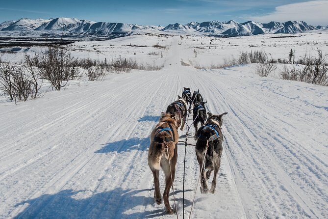 Dog Sledding - Subarctic Wilderness Tour - A Deep Dive into the Wilderness Dog Sledding Experience