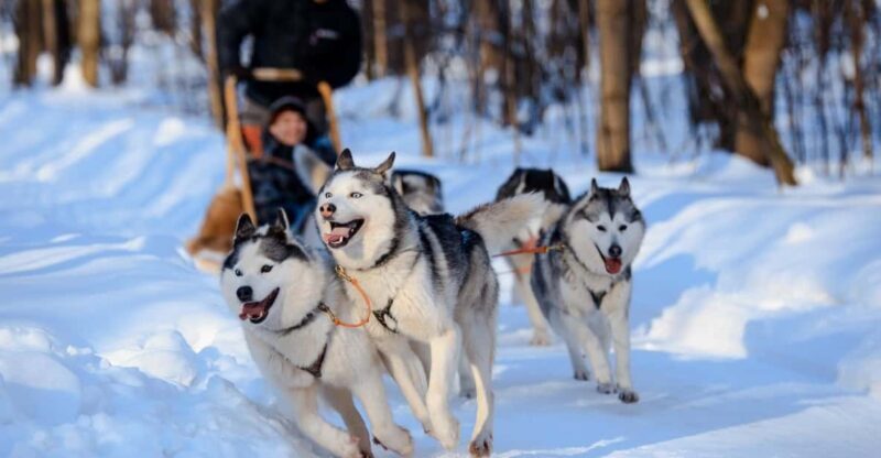 Dog Sledding , Terelj National park ,Chinggis Khaan statue - Practical Details and What You Should Know