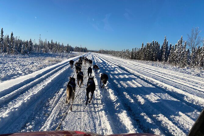 Dog Sledding with Alaskan Huskies - Review of the Dog Sledding with Alaskan Huskies Tour