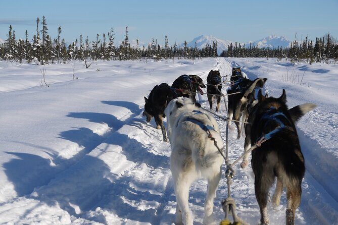 Dog Sledding with Alaskan Huskies - An In-Depth Look at the Experience