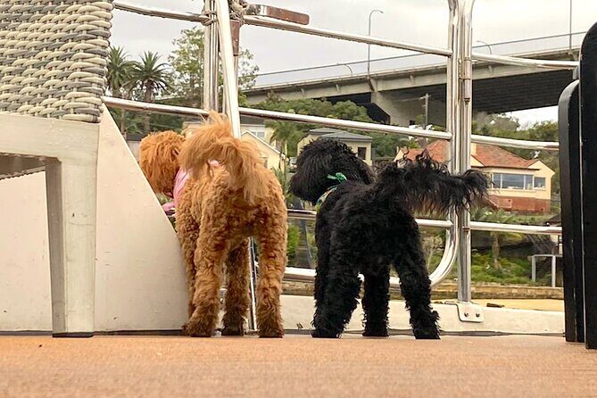 Dogs on Deck Harbour Cruise - Summary: Who Will Love This Cruise?